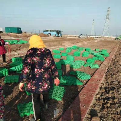 China Tenglu HDPE Plastic Grass Paver Grid for Parking Lot and Driveway Free Spare Parts for sale