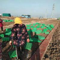 China Black Green HDPE Plastic Planting for Parking Lot Grass Reinforcing in HDPE Material for sale