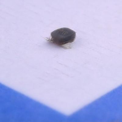 China Jingdao Microelectronics MM3Z30 Zener Diode Featuring 300mW Power Dissipation and Small SOD323 Package for sale