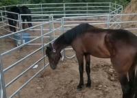 China 1.8 * 2.1m Galvanized Metal Horse Corral Fence Round Pen For Farm for sale