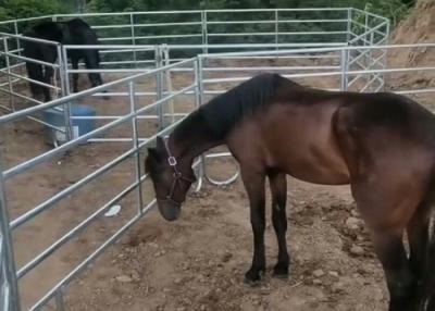 China 1.8 * 2.1m Galvanized Metal Horse Corral Fence Round Pen For Farm for sale