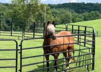 China Movable Cattle Corral Livestock Fence Panel For Changing Grazing Patterns for sale