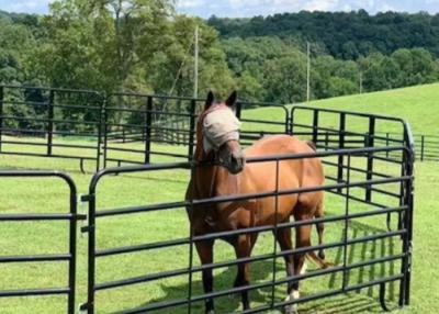 China Movable Cattle Corral Livestock Fence Panel For Changing Grazing Patterns for sale
