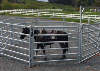 China Galvanized Livestock Fence Panels Cattle Corral Panel Set for Riding Arenas for sale