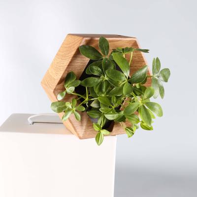 China Wall Planter for Indoor Plants DIY Vertical Wall Planters Flower Pots Hexagon Lightweight Hanging Planters Plants Decorative for sale