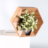 China Wall Planter for Indoor Plants DIY Vertical Wall Planters Flower Pots Hexagon Lightweight Hanging Planters Plants Decorative for sale
