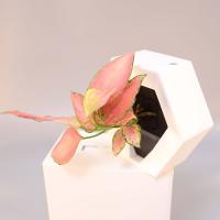 China Wall Planters for Indoor Plants DIY Vertical Wall Planters Flower Pots Hexagon Lightweight Hanging Planters Plants Decorative for sale