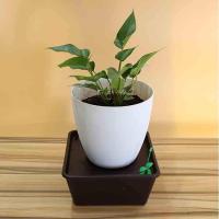 China Self Watering System for Potted Plants Automatic Water Suction Humidity Sensor Flower Pot Great for House,Office,Garden,Yard for sale