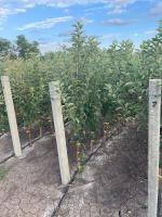 China Anti Pultruded Fiberglass Rod Use For Nursery Apple Tree Fiberglass Stakes for sale