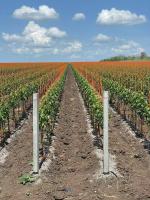 China Anti Pultruded Fiberglass Rod Use For Nursery Apple Tree Fiberglass Stakes for sale