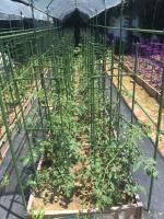 China Fiberglass Pultruded Rod for Tomato Stakes - High Strength for sale