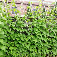 China Fiberglass FRP Pultruded Fiberglass Rod Plant Support Stake For Nursery Tree for sale