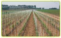 China Fiberglass FRP Pultruded Fiberglass Rod Plant Support Stake For Nursery Tree for sale