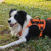 China Lightweight No Pull Dog Harness Reflective Strips Adjustable Fit Breathable Mesh for Safety and Comfort During Night Walks for sale