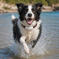 China Pet GPS Tracker Collar, 4G, Real-Time Position Tracking | GPS Dog Tracking Collar for sale