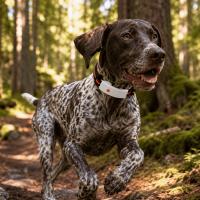 China Smart Pet Tracker Collar with GPS Location and Historical Route Records for sale