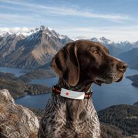 China Check permissions or authentication to manage client error in Smart Pet Products web server response for better control for sale