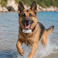 China All-in-One GPS Dog Collar with Virtual Fence and Activity Tracking for sale