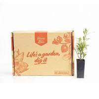 China Custom Printed Paper Corrugated Cardboard Grown Live Plant Shipping Box For Plant Packaging for sale