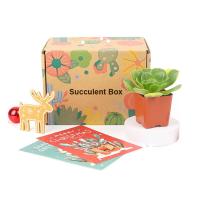 China Custom Logo Printed Paper Cactus Succulents Live Plants Packaging Shipping Box with Insert for sale
