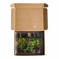 China Custom Logo Printed Paper Cactus Succulents Live Plants Packaging Shipping Box with Insert for sale