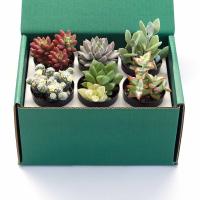 China Custom Logo Printed Paper Cactus Succulents Live Plants Packaging Shipping Box with Insert for sale