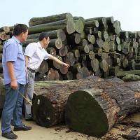 China Decoration Natural Anigre Wood Veneer Flat Cut Crown Grain 0.18-0.55 mm Thickness for sale