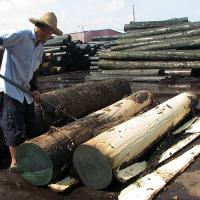 China Quarter Cut Irregular Straight Figured Prima Vera Veneer For Doors And Windows for sale