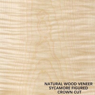 China Europe Natural Figured Sycamore Wood Veneer Flat Cut Crown Cut Thickness 0.5mm For Dying And Cabinet for sale