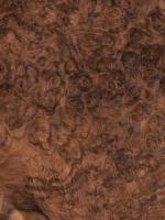 China America Black Walnut Natural Wood Veneer Straight Sliced For Fancy Panel Furniture And Flooring In 0.18-0.55mm Thickness for sale