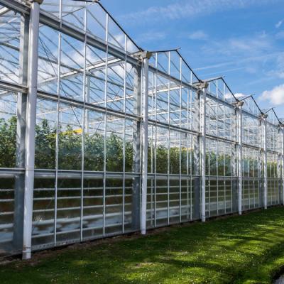 China Hydroponic Growing System Agricultural Solar Glass Greenhouse For Vegetables for sale