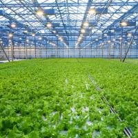 China Sides And Top Ventilation System Multispan Glass Covered Venlo Type Greenhouse for sale