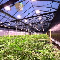 China Polytunnel Blackout Light Deprivation Greenhouse Automated For Herbs Growing for sale