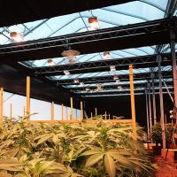 China Agriculture Blackout Light Deprivation Greenhouse Fully Automated for sale
