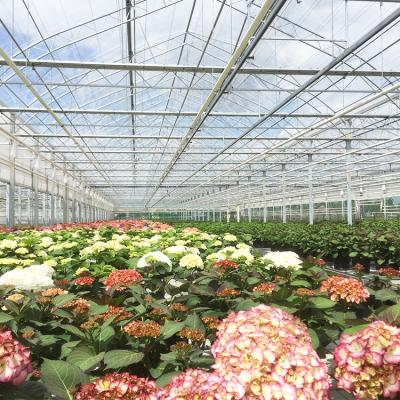China Vegetable Hydroponics Venlo Tempered Glass Greenhouse Multispan For Tomato Growing for sale