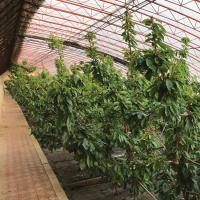 China Agricultural Cold Area Passive Solar Greenhouse Traditional for sale