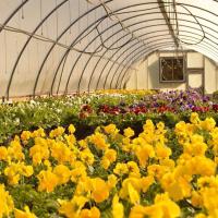 China Galvanized Steel Frame Single Span Greenhouse Plastic Film Covering 8*30m for sale