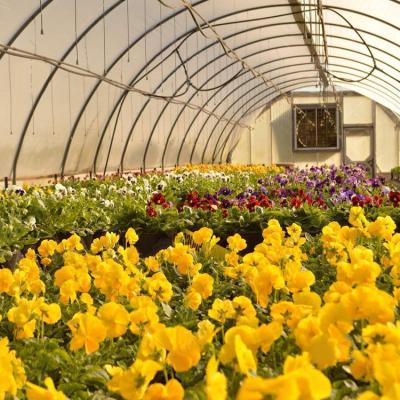 China Galvanized Steel Frame Single Span Greenhouse Plastic Film Covering 8*30m for sale