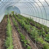 China Galvanized Steel Frame Tunnel Pe Film Greenhouse Single Span For Agriculture for sale