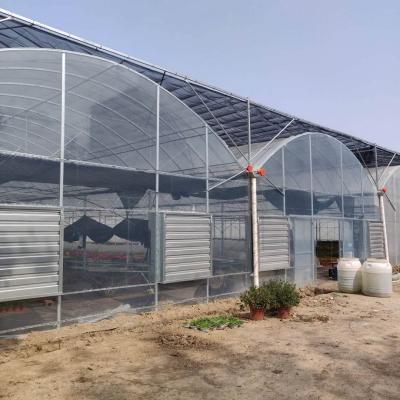 China Polyethylene Film Multi Span Greenhouse Agricultural Commercial Industrial for sale
