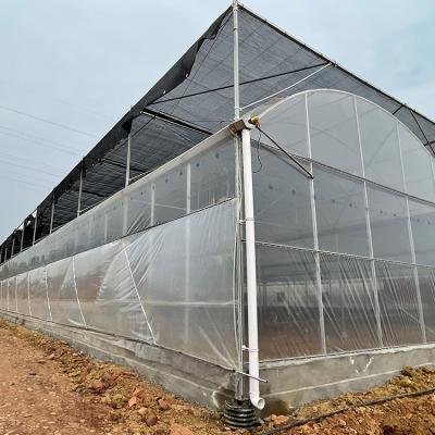 China Multi Span Agricultural Plastic Film Greenhouse Customized for Tomato Planting for sale