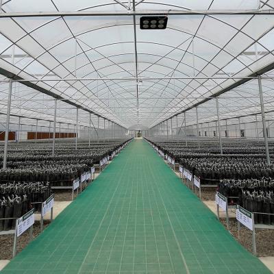 China Galvanized Steel Pipe Arch Roof Type Plastic Film Greenhouse With Hydroponics System for sale