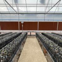 China Serre Invernadero Tomato Multi Span Greenhouse Agricultural with Intelligent Film for sale