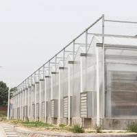China Agriculture Hydroponic System Polycarbonate Sheet Greenhouse Multi Span 30 X 100 for sale