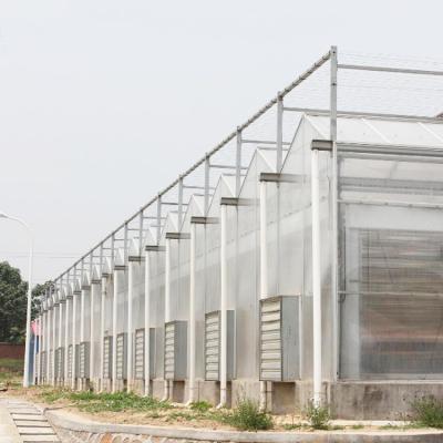 China Agriculture Hydroponic System Polycarbonate Sheet Greenhouse Multi Span 30 X 100 for sale