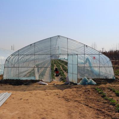 China Agriculture Farming Growing Tunnel Plastic Film Greenhouse For Pepper Growing for sale