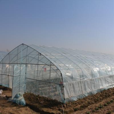 China Arch Outdoor Chinese Tunnel Plastic Greenhouse Transparent For Cultivation for sale