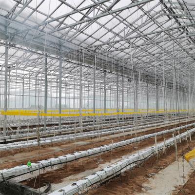 China Agriculture Multi Span Automatic Venlo Glass Greenhouse For Vegetables Growing for sale