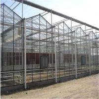China Tempered Glass Panel Venlo Type Greenhouse Multispan For Vegetables Hydroponic for sale