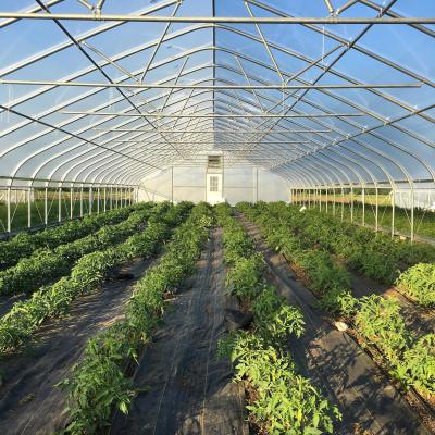 China Vegetables Growing Single Span Greenhouse Agriculture High Tunnel For Seedlings for sale